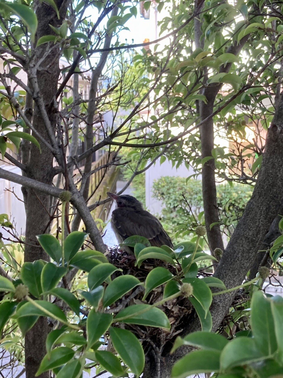 夕方、ヨメからヒヨドリが巣立ちそうとのL... / rokuさんのモーメント | YAMAP / ヤマップ