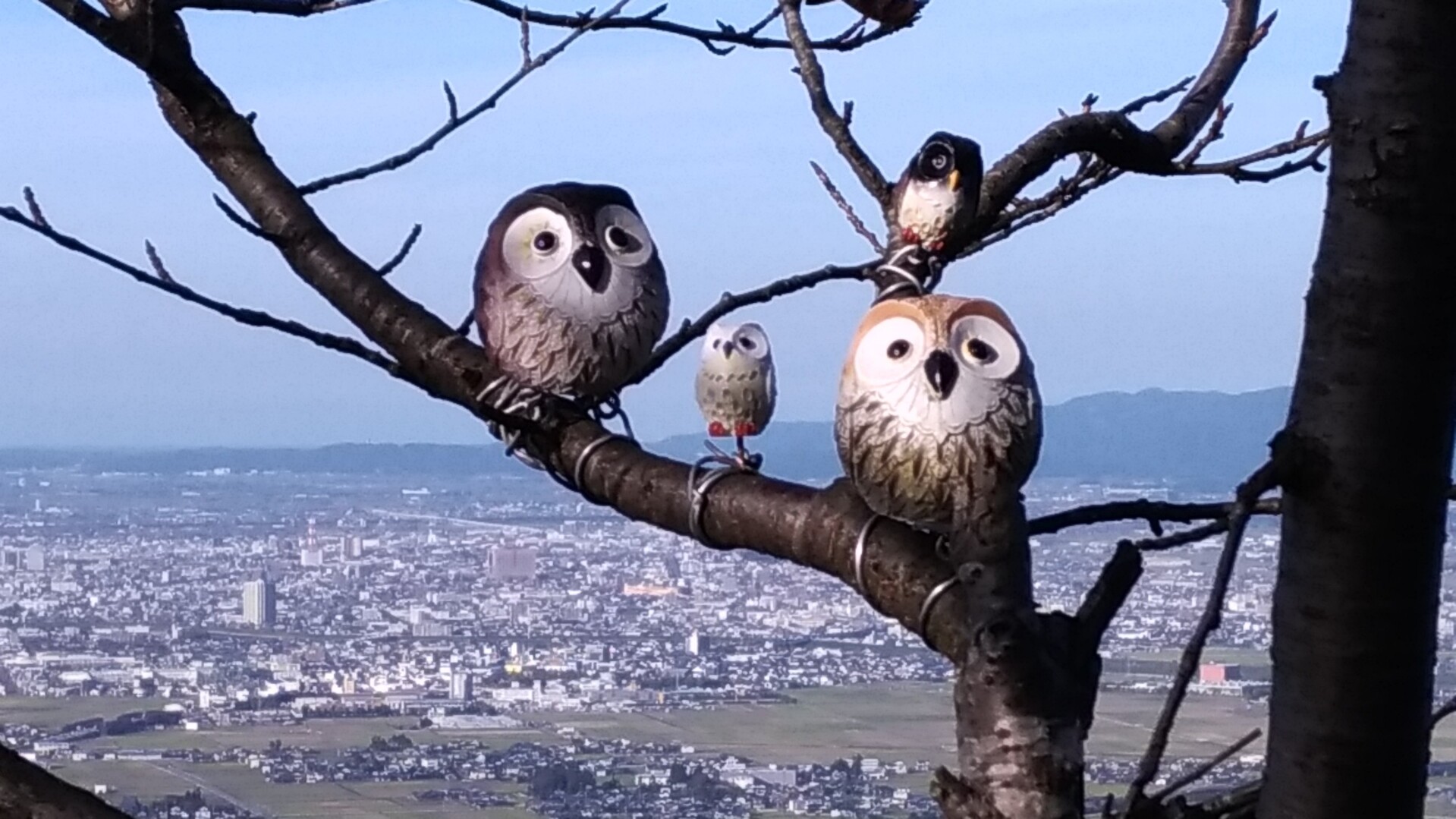 文殊山にフクロウの親子発見-2019-11-02 / tr_hiroさんの文殊山の活動データ | YAMAP / ヤマップ
