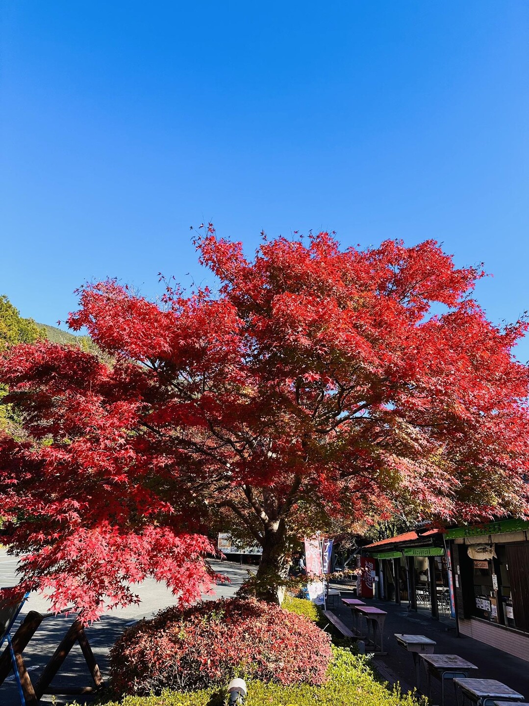 E-bikeで面河へ紅葉を見に🍁綺麗や... / marinさんのモーメント | YAMAP / ヤマップ
