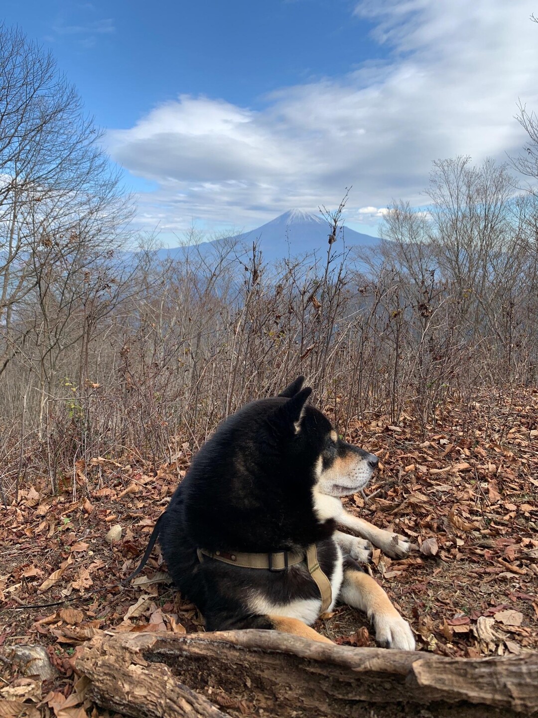 高ドッキョウ / ta614さんの貫ヶ岳・高ドッキョウの活動データ | YAMAP / ヤマップ