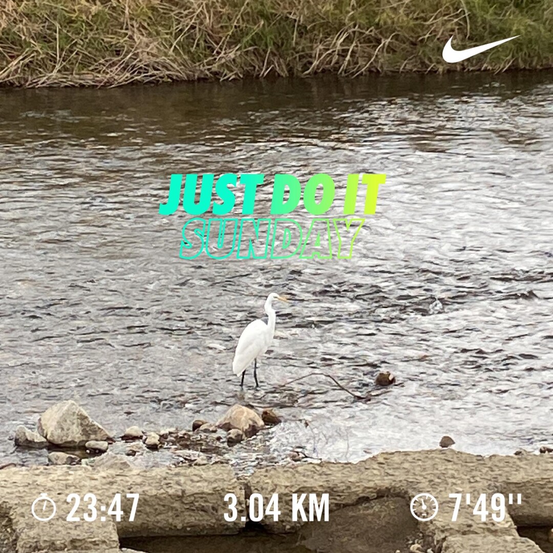 白鳥？！白鷺？？ / ny23 さんのモーメント | YAMAP / ヤマップ