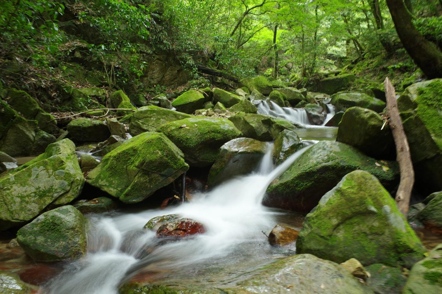 GReeeeN Clean 🌿 九千部山 / n-u-m-aさんの九千部山・石谷山の活動日記 | YAMAP / ヤマップ