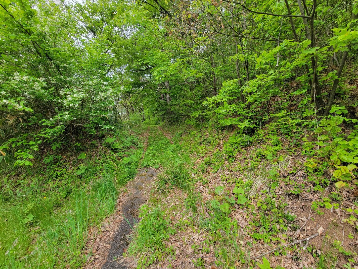 妙法山 / taku-jiroさんの赤梅山・膝立山の活動データ | YAMAP / ヤマップ