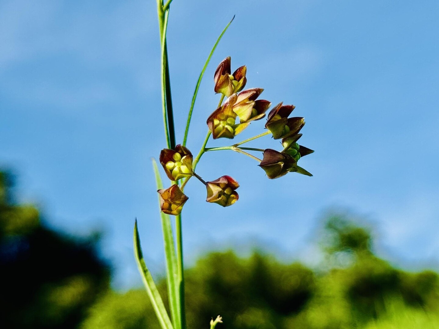 梅雨☔️明け…基山で🛎️鑑賞…スズサイコ / Red-RAV4💫さんの天拝山・基山の活動データ | YAMAP / ヤマップ