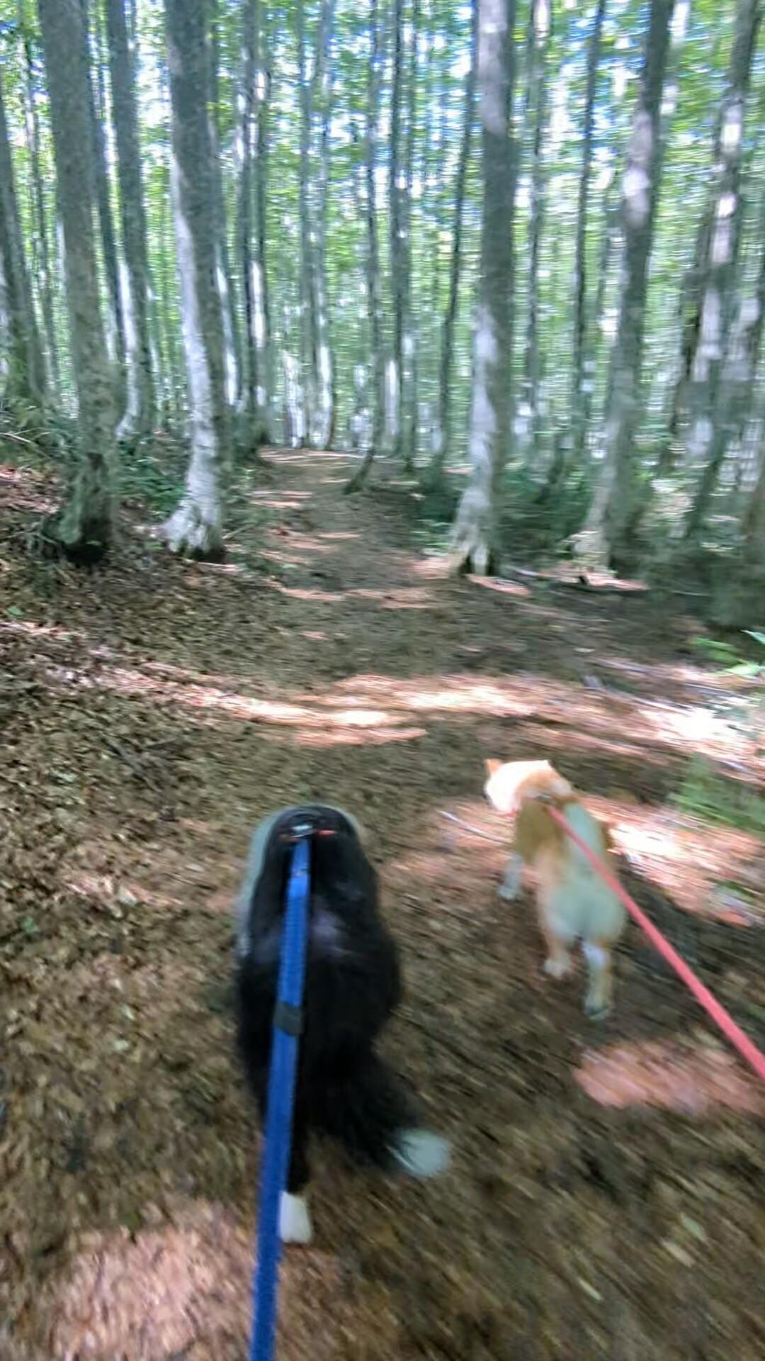 岩畑山 / ユジュサマナさんの岩手山・八幡平・安比高原 50km トレイルの活動データ | YAMAP / ヤマップ