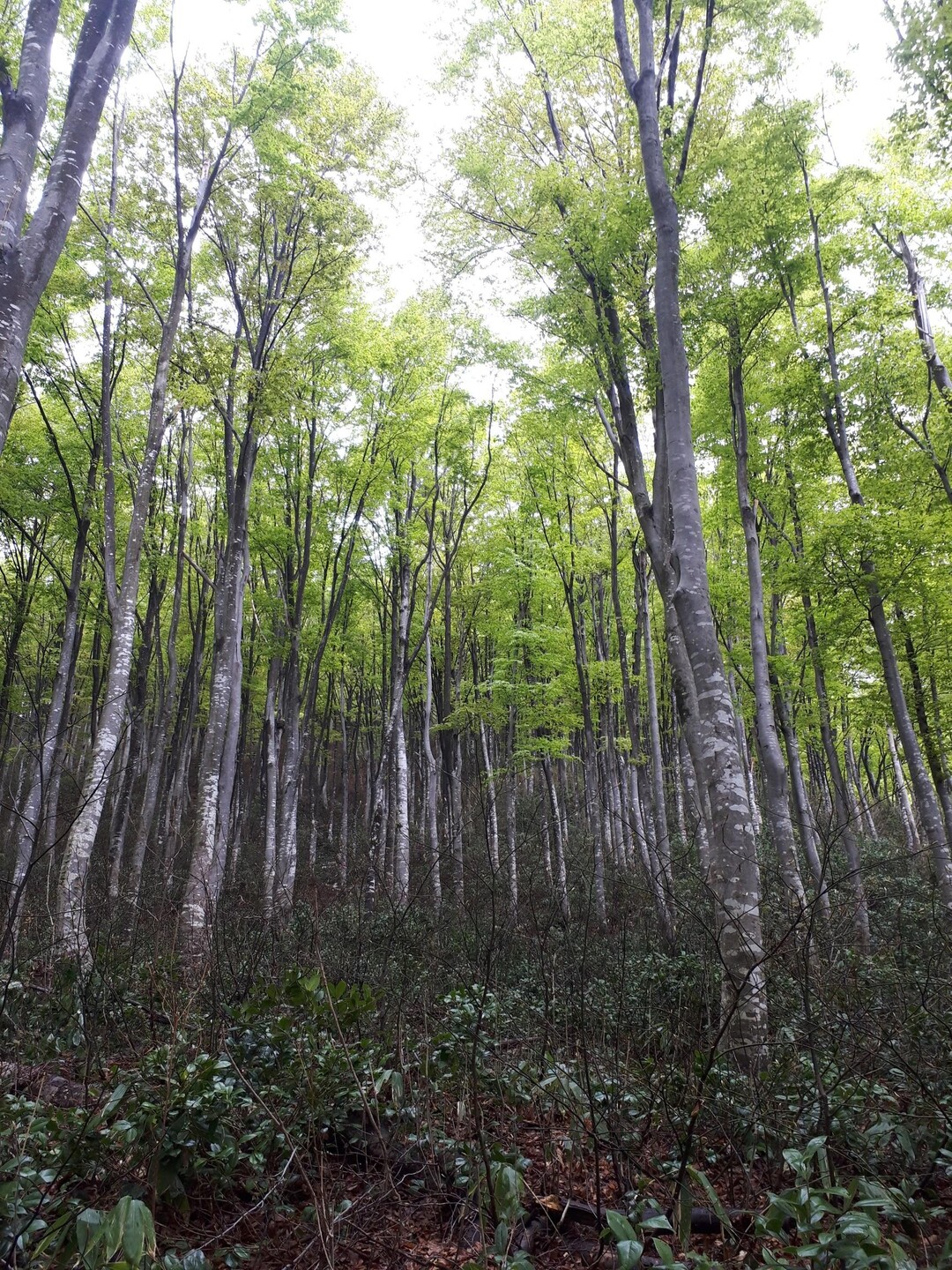 守門岳【DNF】 / DKさんの守門岳・大岳・網張山の活動データ | YAMAP / ヤマップ
