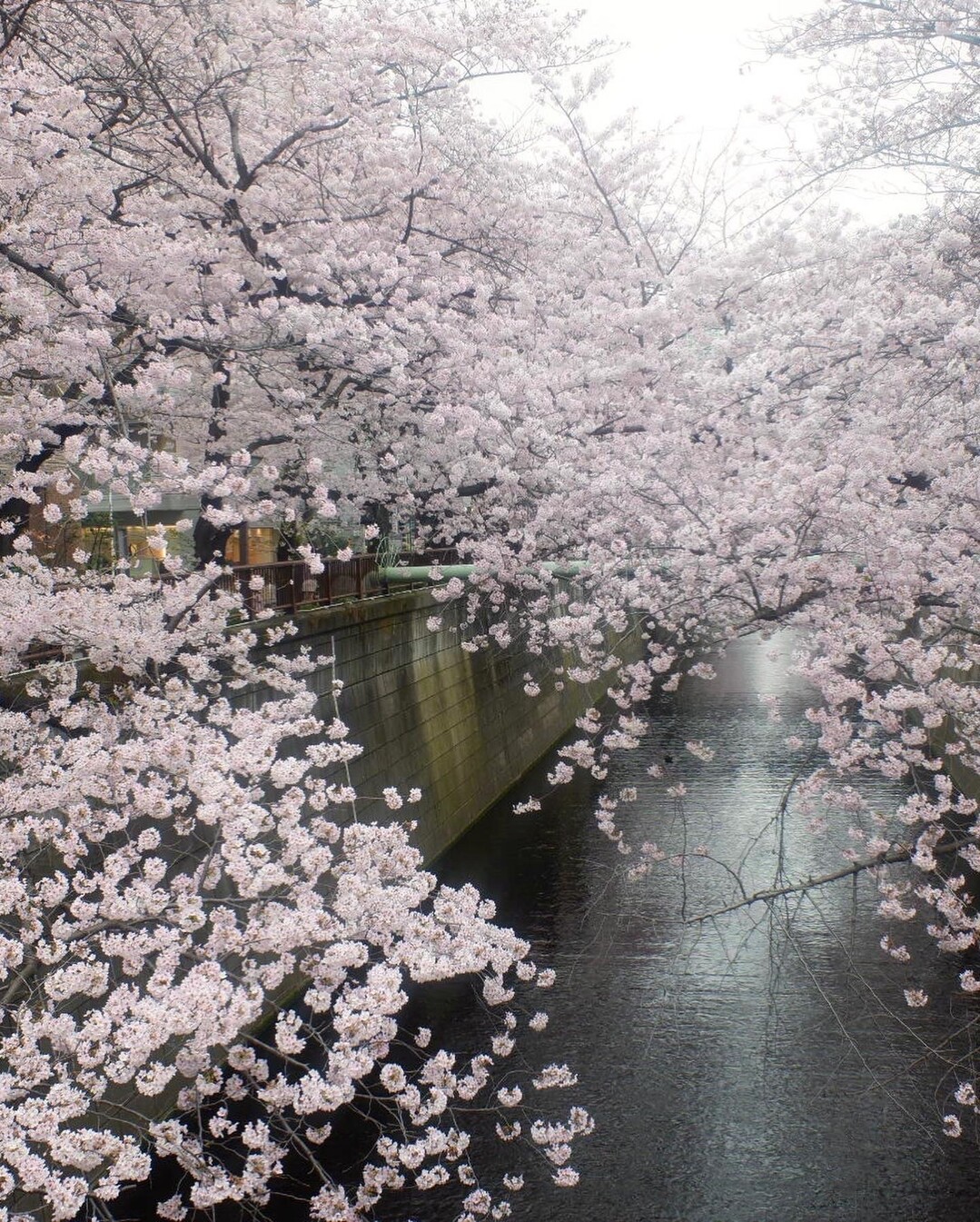ランチラン4.7km. 結局摂取カロリ... / さつきさんのモーメント | YAMAP / ヤマップ