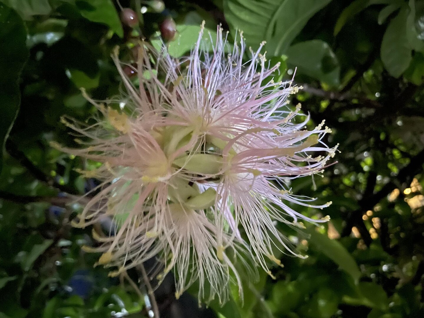 飲んだ帰り道の夜のサガリバナ ここの色味... / sae.irisさんのモーメント | YAMAP / ヤマップ