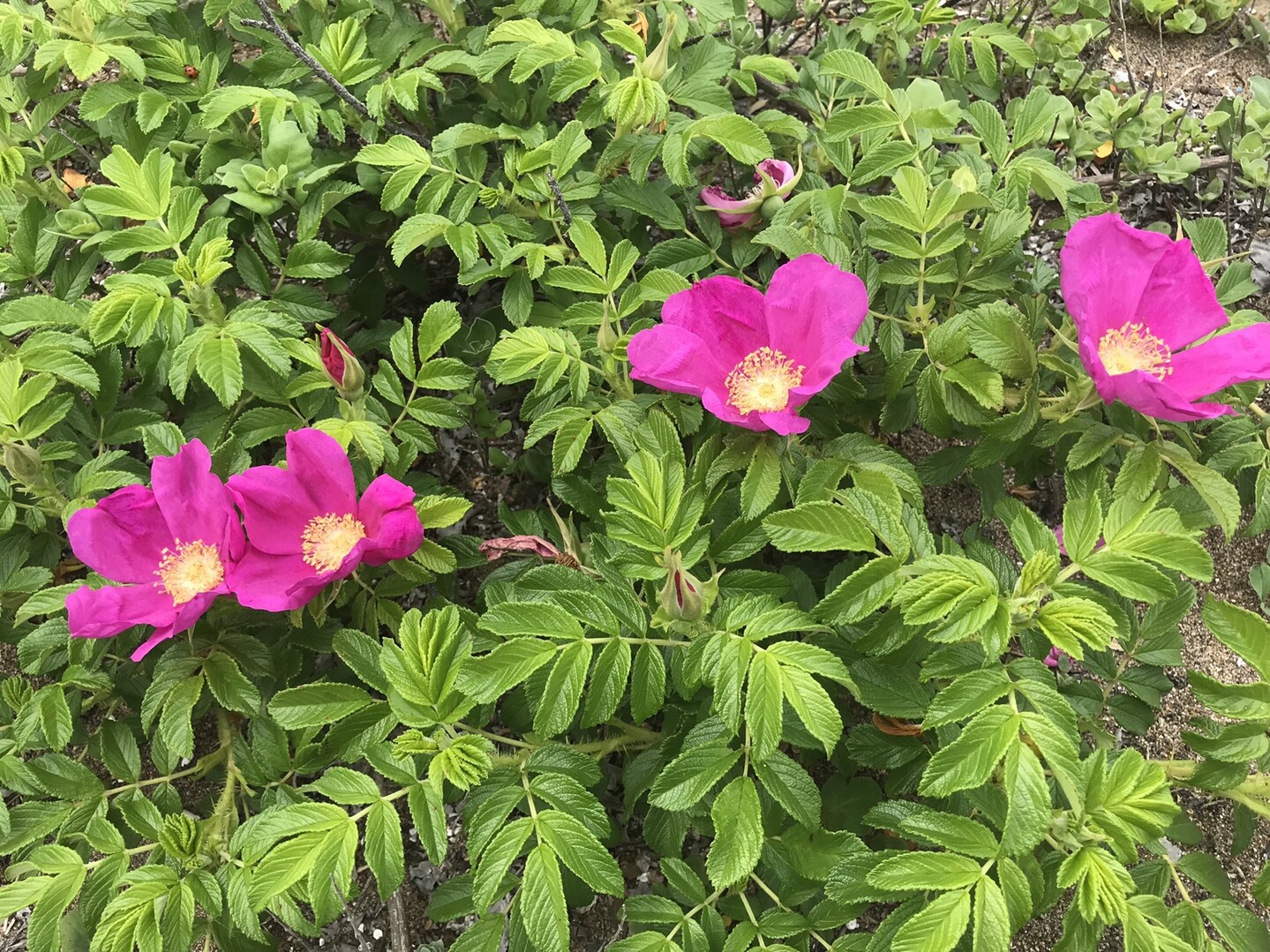 初めて見た👀 ️ハマナス ニセアカシア... / pongoさんのモーメント | YAMAP / ヤマップ