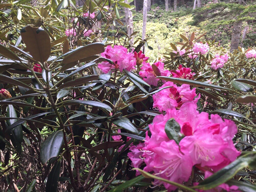 🌸Mt.Jumonjiyama⚡ / 🌸Springthunders⚡さんの甲武信ヶ岳の活動データ | YAMAP / ヤマップ