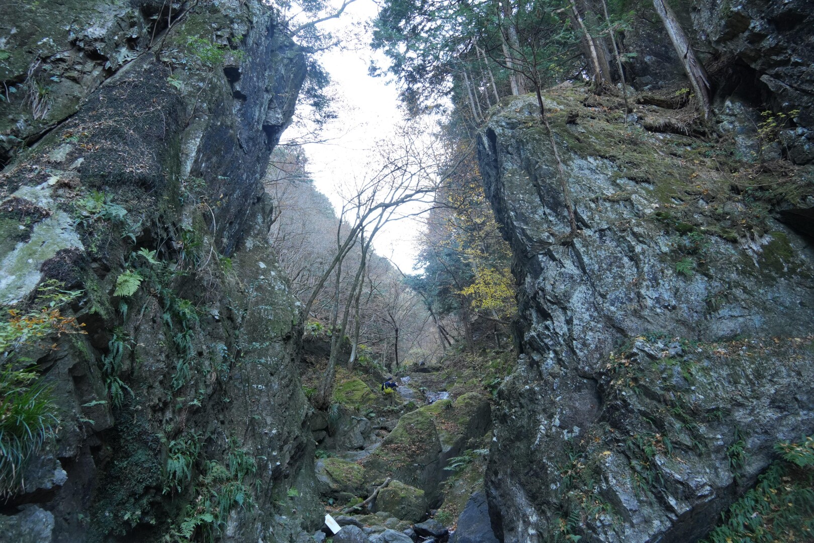 棒ノ嶺（棒ノ折山） / Jason moofangさんの棒ノ折山（棒ノ嶺）の活動データ | YAMAP / ヤマップ