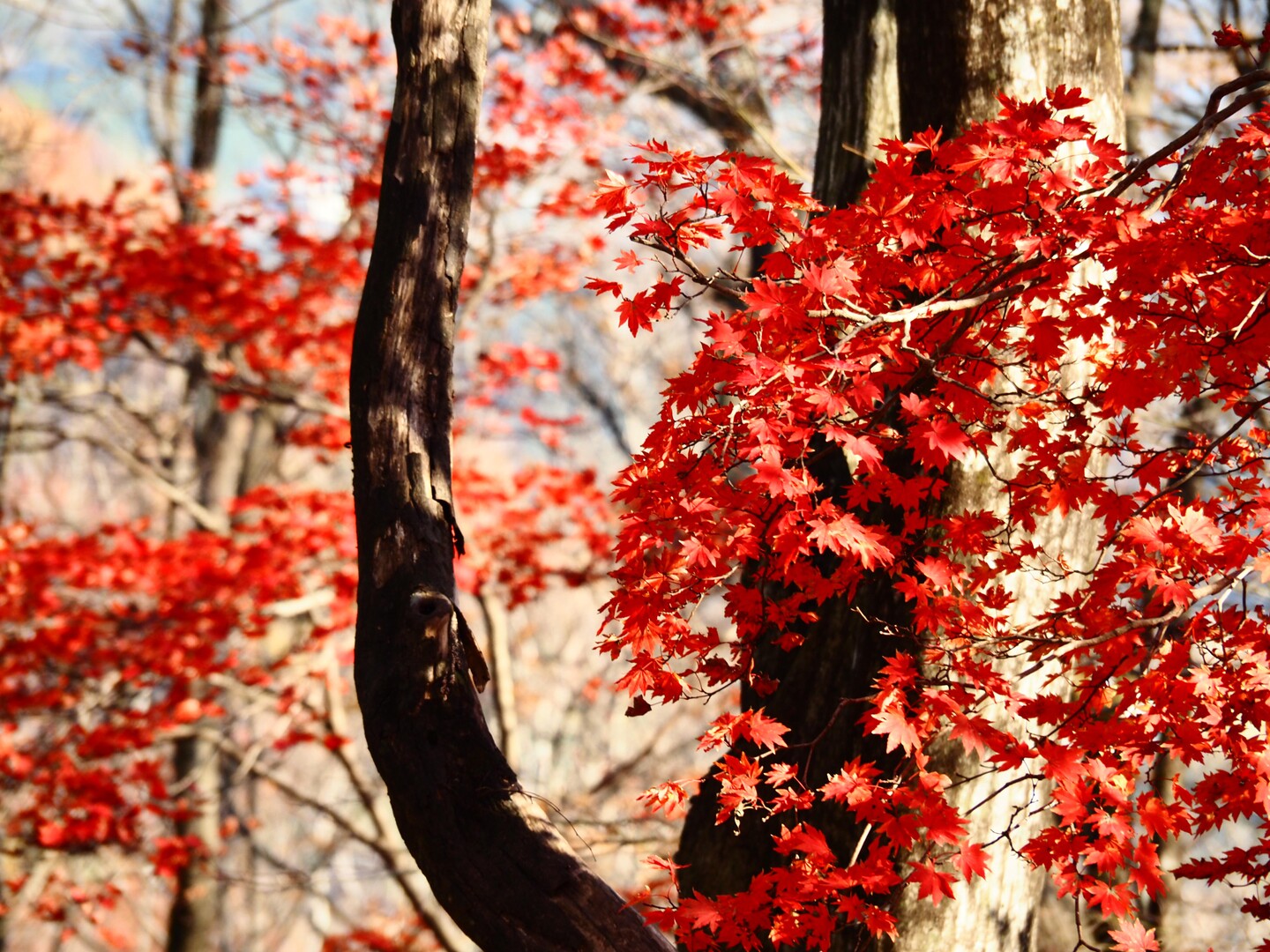 竜ヶ岳 / TJさんの竜ヶ岳の活動データ | YAMAP / ヤマップ