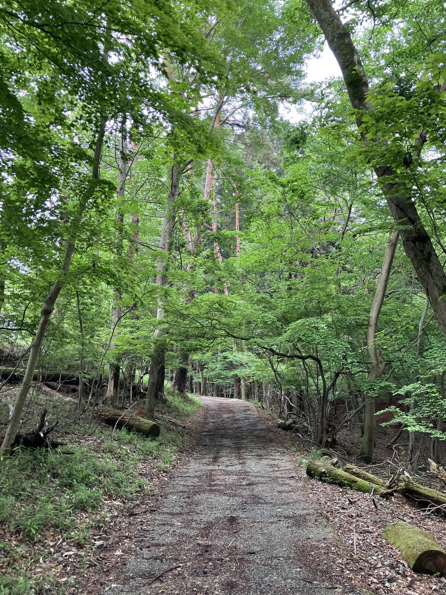 荒神山green ぐんま百名山54 / かとカトさんの荒神山の活動データ | YAMAP / ヤマップ