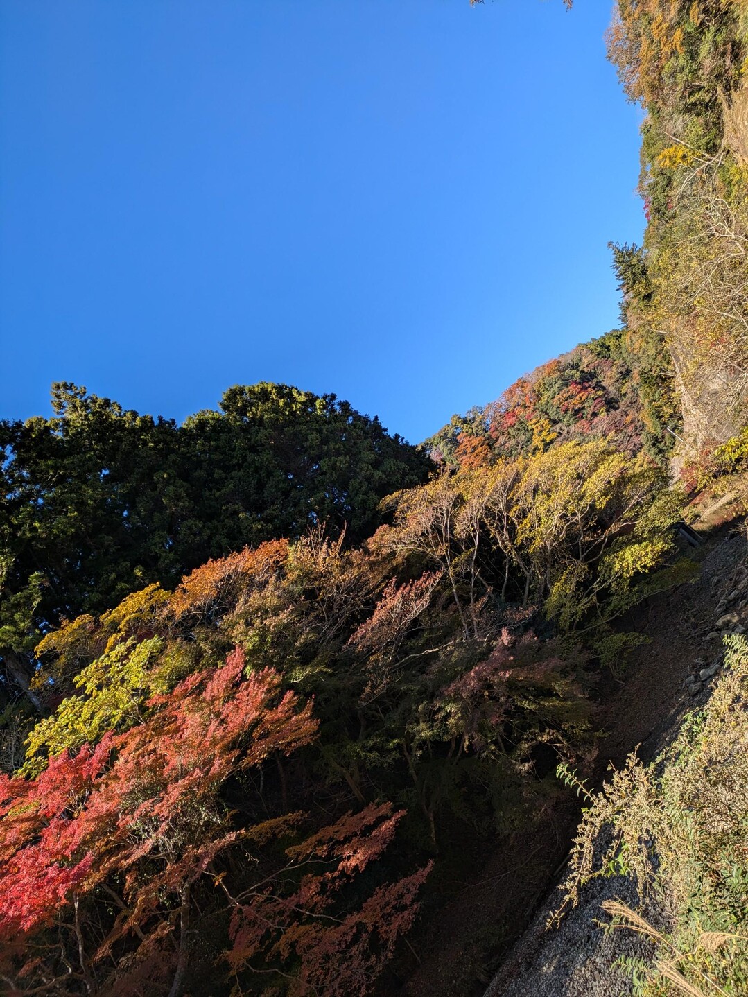 折木沢・猪ノ川渓谷で紅葉狩り+三石山+亀山湖 / tttさんの元清澄山・三石山の活動データ | YAMAP / ヤマップ