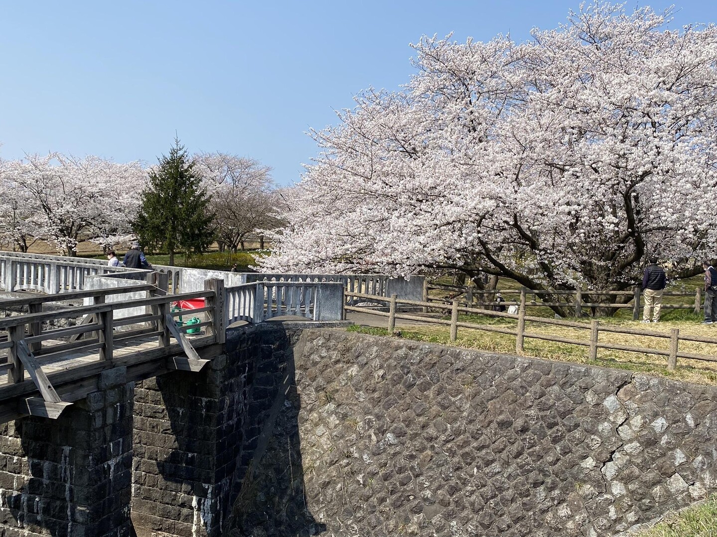 加治川堤 沢山の人と車 ️ / やまさんさんのモーメント | YAMAP / ヤマップ