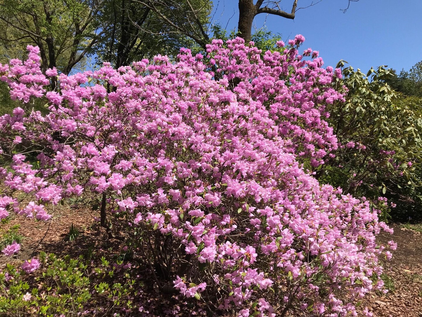 赤城自然園-2023-04-27 / FD3Sさんのウォーキングの活動データ | YAMAP / ヤマップ