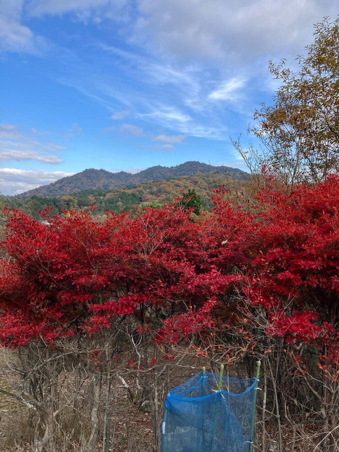 プチ縦走⛰️⛰️⛰️⛰️松笠山北峰・松笠山・松笠山南峰・二ヶ城山 / totoさんの呉娑々宇山・高尾山（広島県）・日浦山の活動データ | YAMAP / ヤマップ
