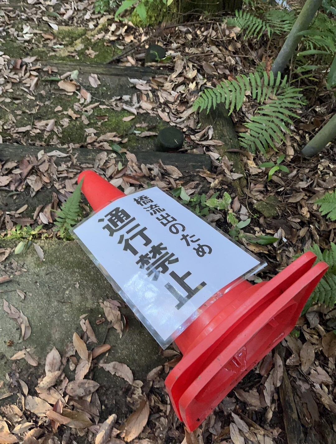 油山-2023-08-12 / lalaさんの油山・荒平山・片縄山の活動データ | YAMAP / ヤマップ