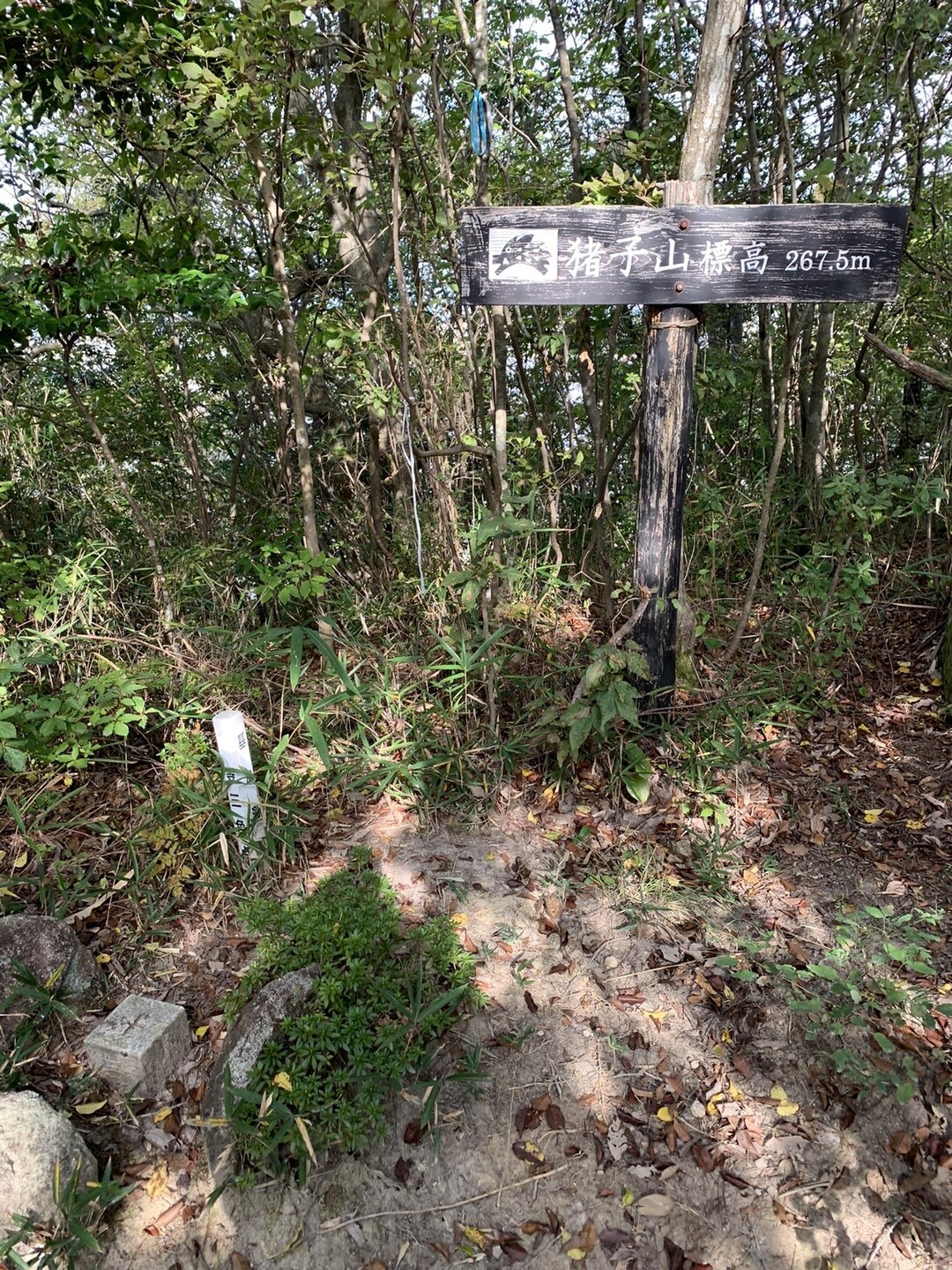 猪子山 / kaakoさんの繖山（観音寺山）の活動データ | YAMAP / ヤマップ