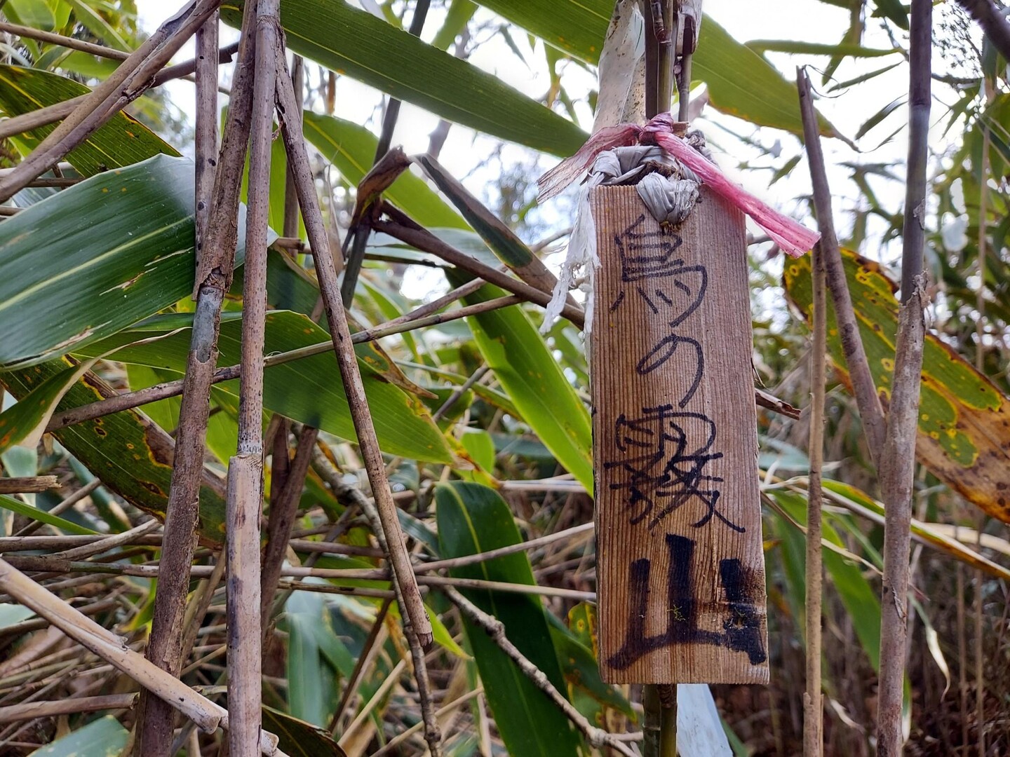 椎葉村 鳥の霧山🐦 / derainandreさんの向坂山・三方山・天主山の活動データ | YAMAP / ヤマップ