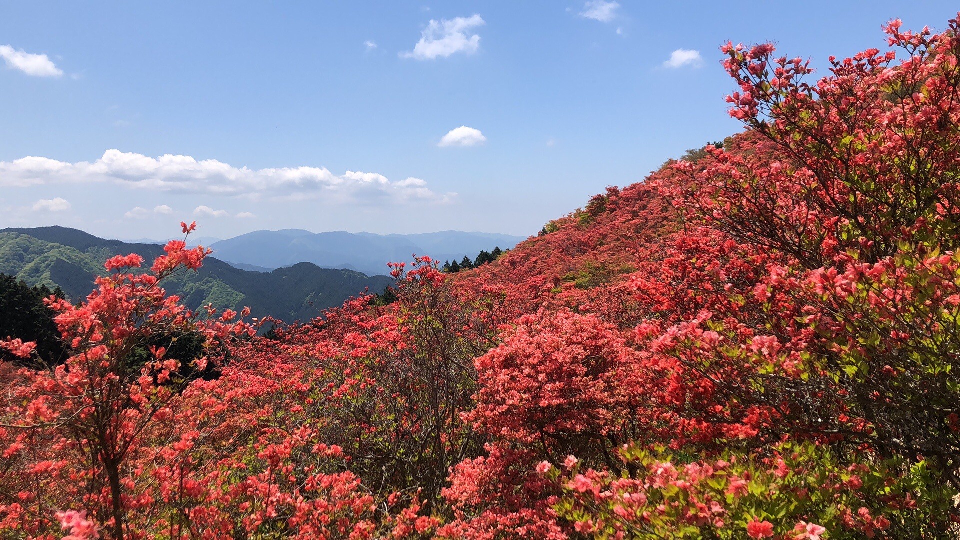 大日岳・金剛山・葛木岳・葛城山 / ZiMAさんの金剛山・二上山・大和葛城山の活動データ | YAMAP / ヤマップ
