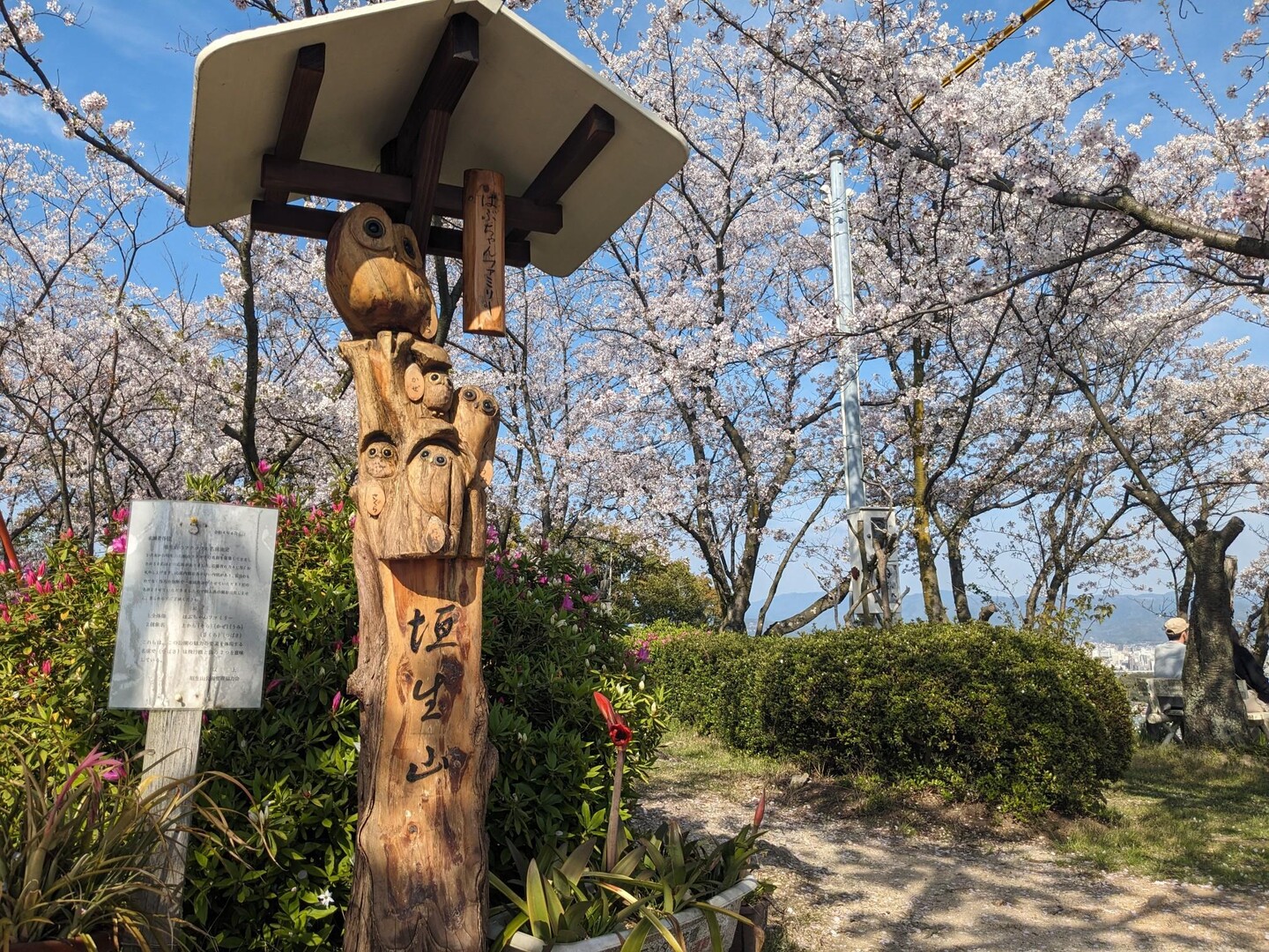 桜🌸みに、垣生山に🤭💕 / w-miさんの弁天山の活動データ | YAMAP / ヤマップ