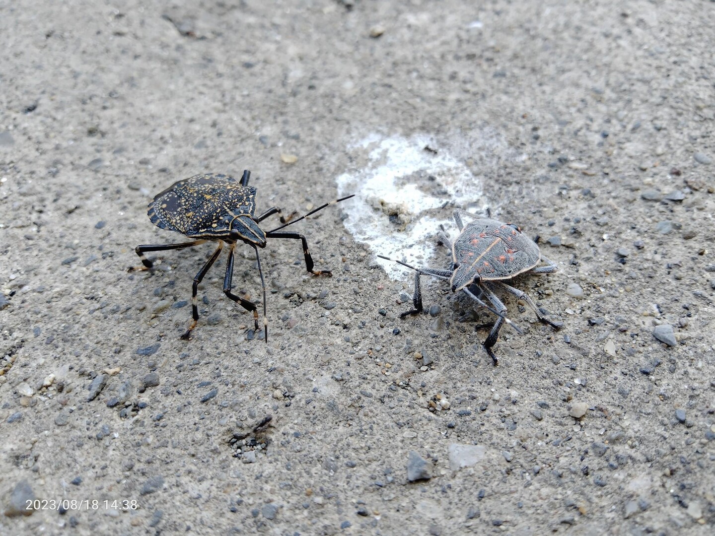 山とは全然関係ない話。 家の近くに写真の... / yujiroさんのモーメント | YAMAP / ヤマップ