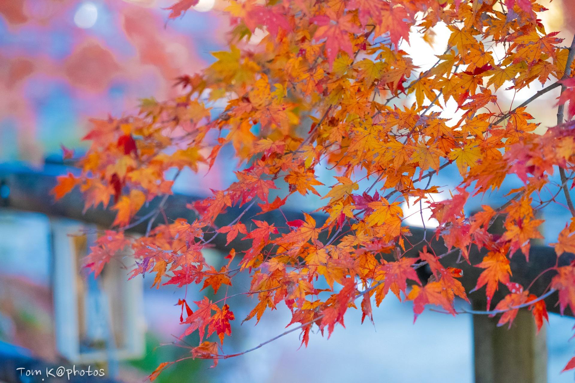 例年紅葉🍁を撮りに愛岐トンネル群へ行く... / Tom.K@Photosさんのモーメント | YAMAP / ヤマップ