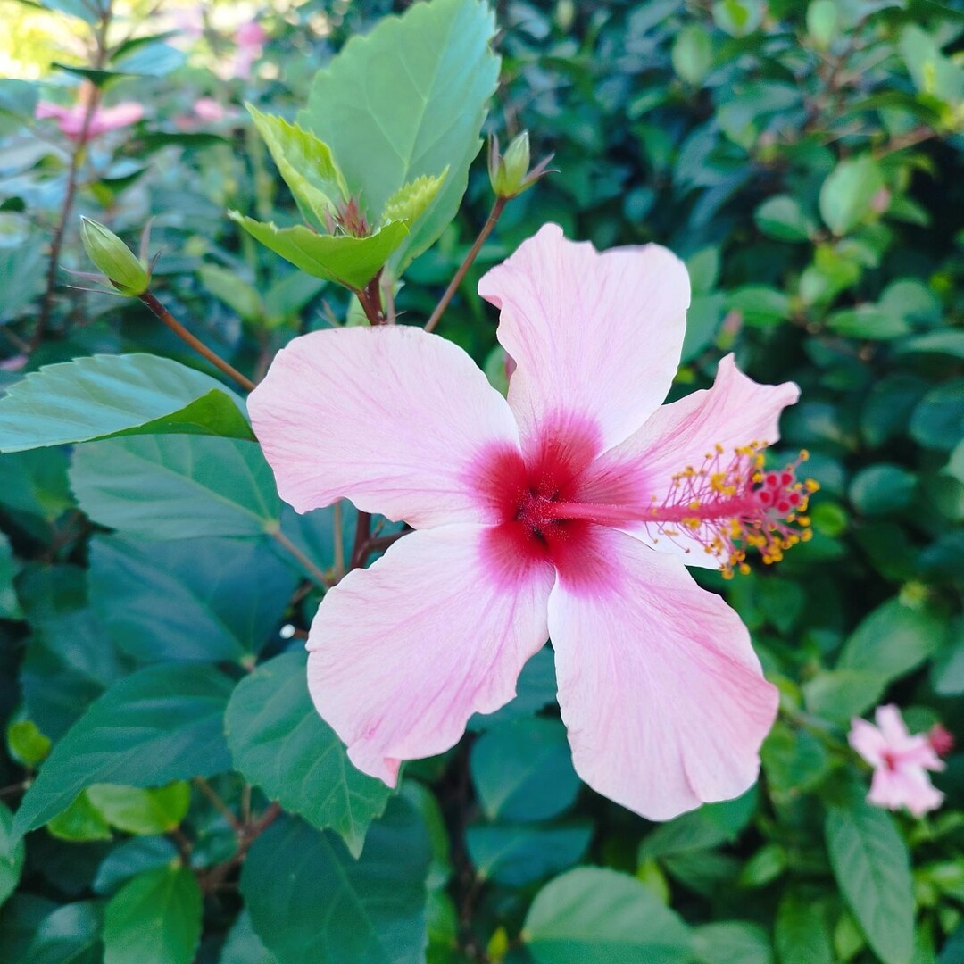 宮崎デジタルバッジゲットの旅 1日目 青島・ANA Holiday Inn Resort / Tetsuyaさんの双石山・花切山・岩壺山の活動データ | YAMAP / ヤマップ