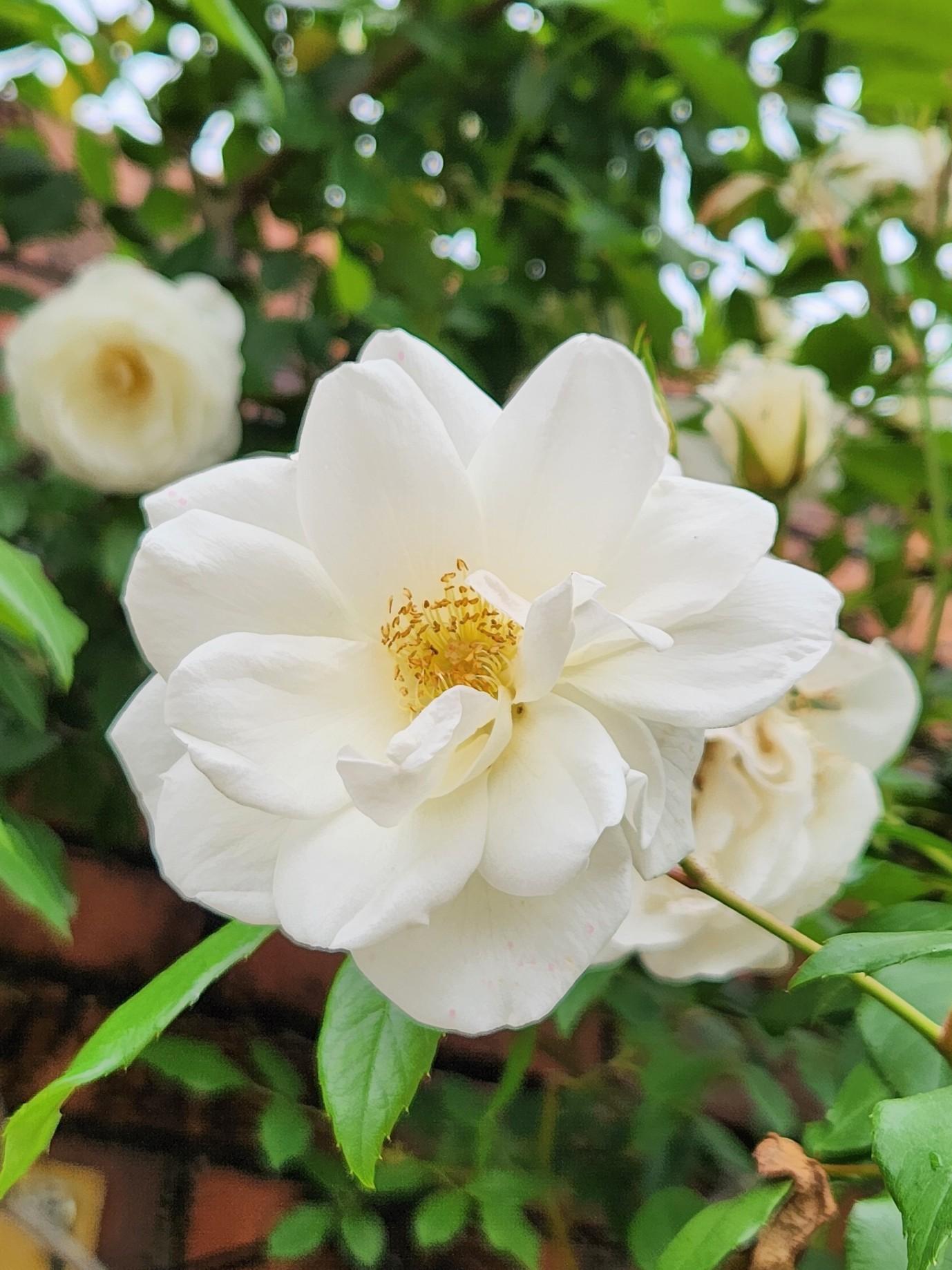 薔薇園に来ました😃🌹カラフルな薔薇の... / Jackさんのモーメント | YAMAP / ヤマップ