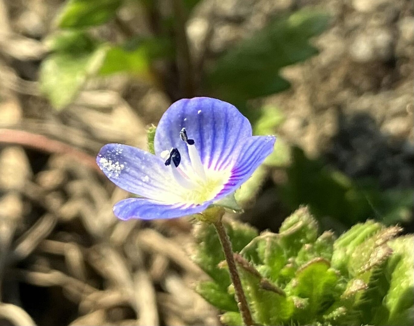 オオイヌノフグリ 何か綺麗ですね。春本番... / 四国の花Moment🤗🌱ー花と山のグラビアサイトーさんのモーメント | YAMAP / ヤマップ