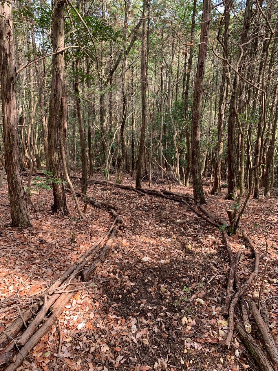 miwaさんの投稿したフィールドメモ | YAMAP / ヤマップ