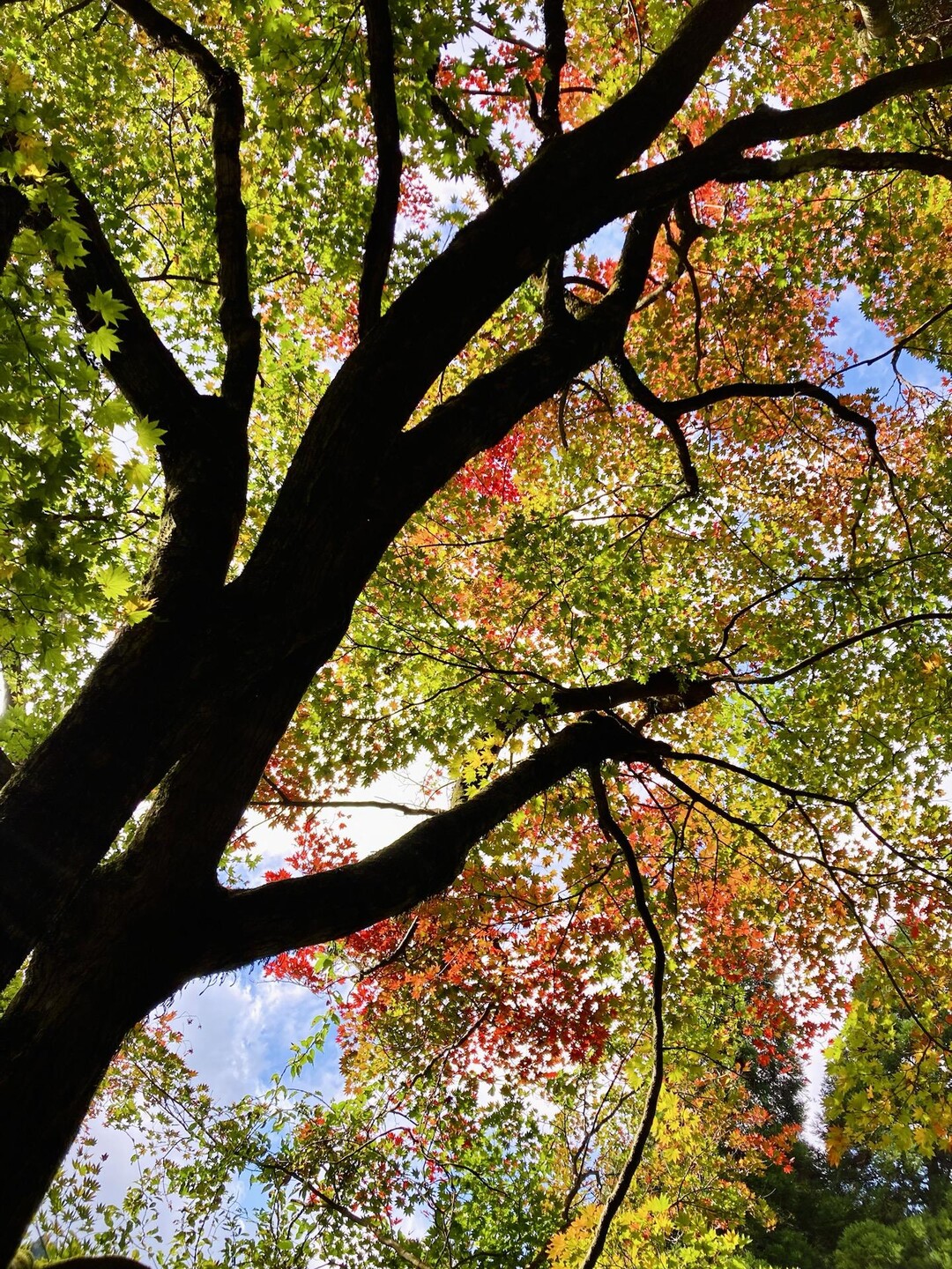 蛤岳 / wara2さんの脊振山・金山の活動データ | YAMAP / ヤマップ