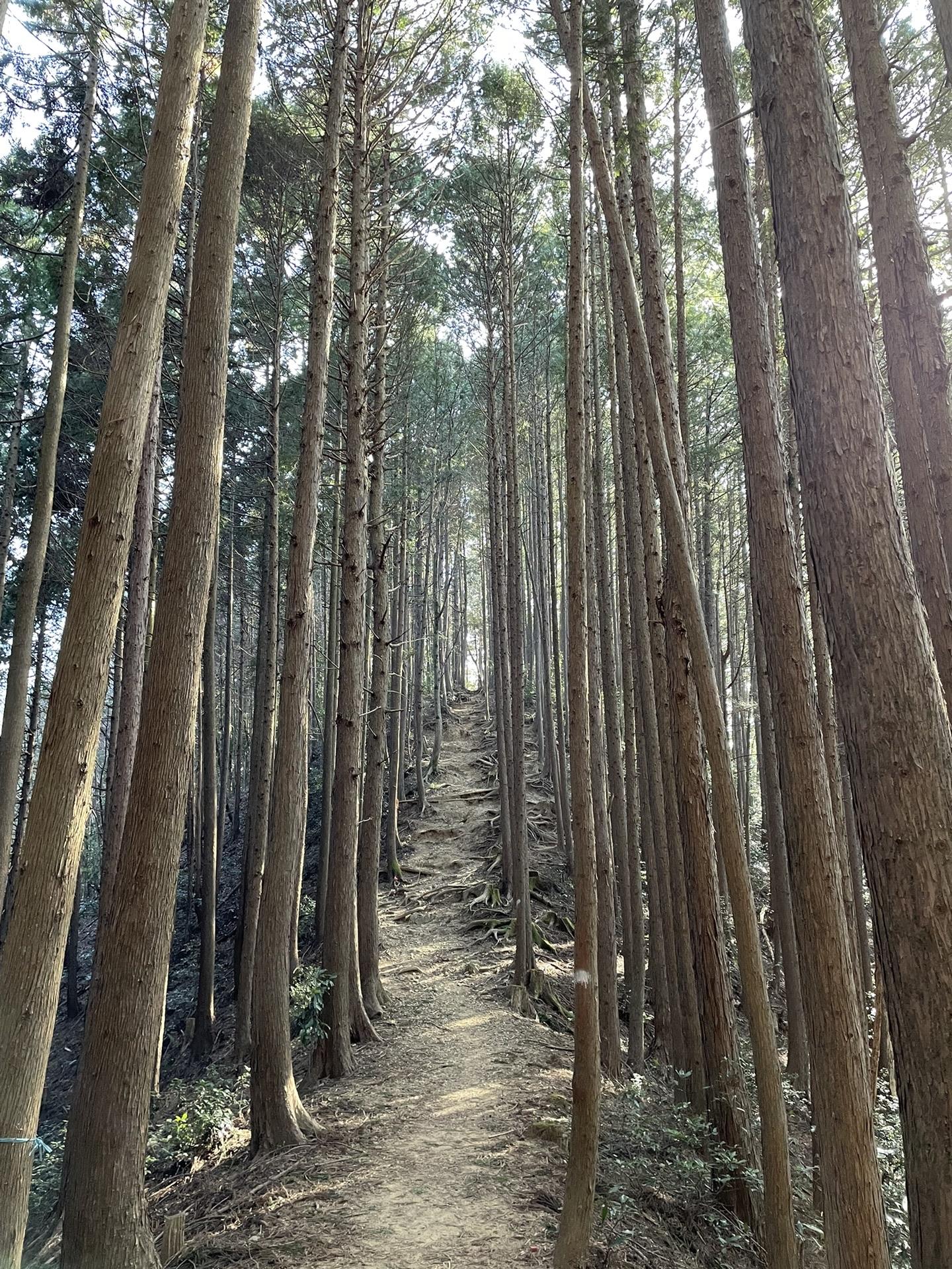 高水三山 / とくさんの高水山・岩茸石山・惣岳山の活動日記 | YAMAP / ヤマップ
