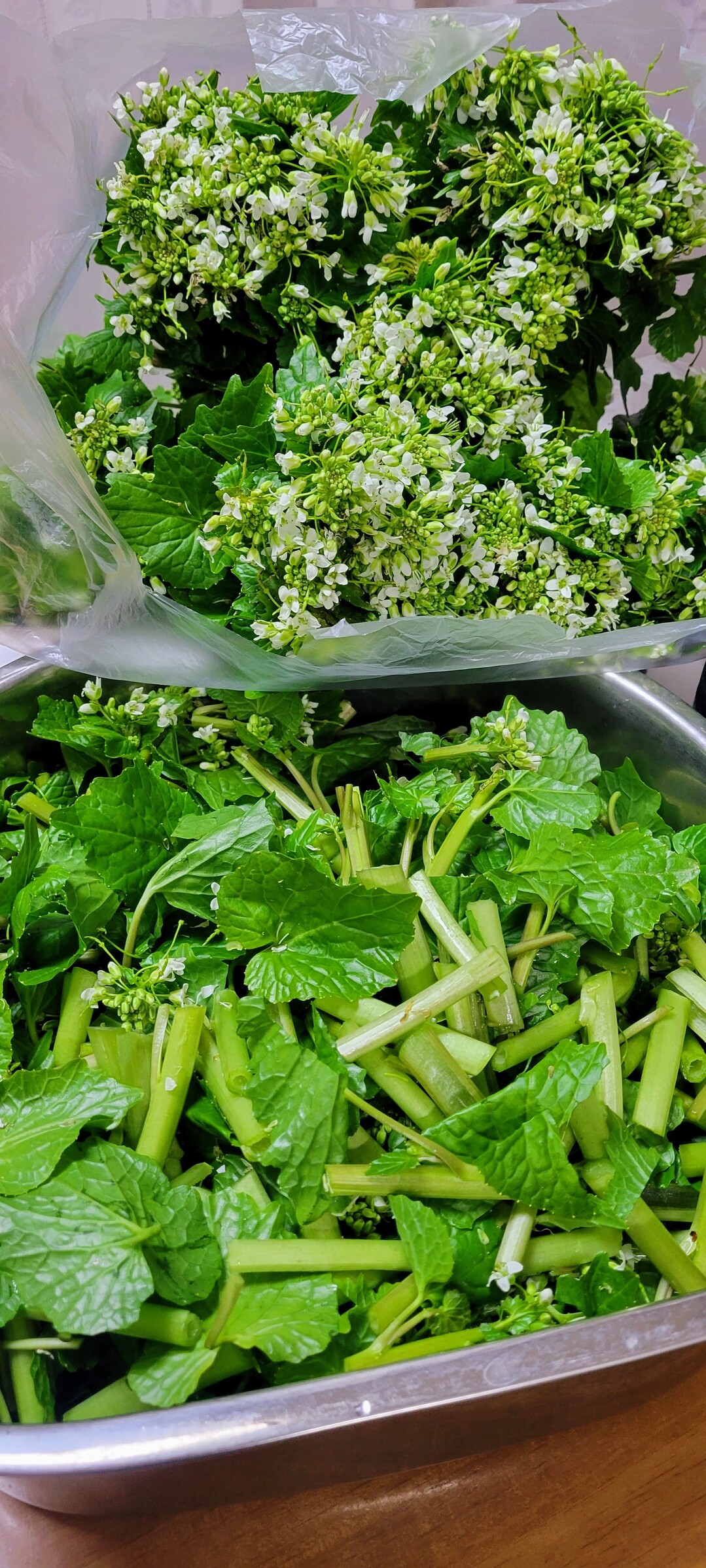 ワサビの花芽の季節到来。 とりあえず2キ... / hirohiroさんのモーメント | YAMAP / ヤマップ