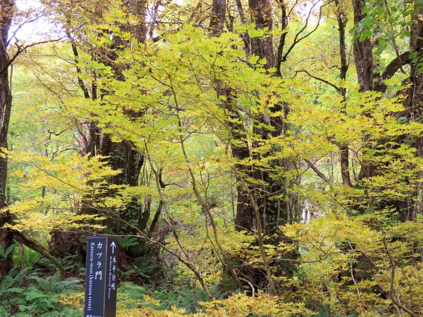 黄葉の森🍁籾糠山＊2023-10-14 / kinoさんの籾糠山の活動データ | YAMAP / ヤマップ