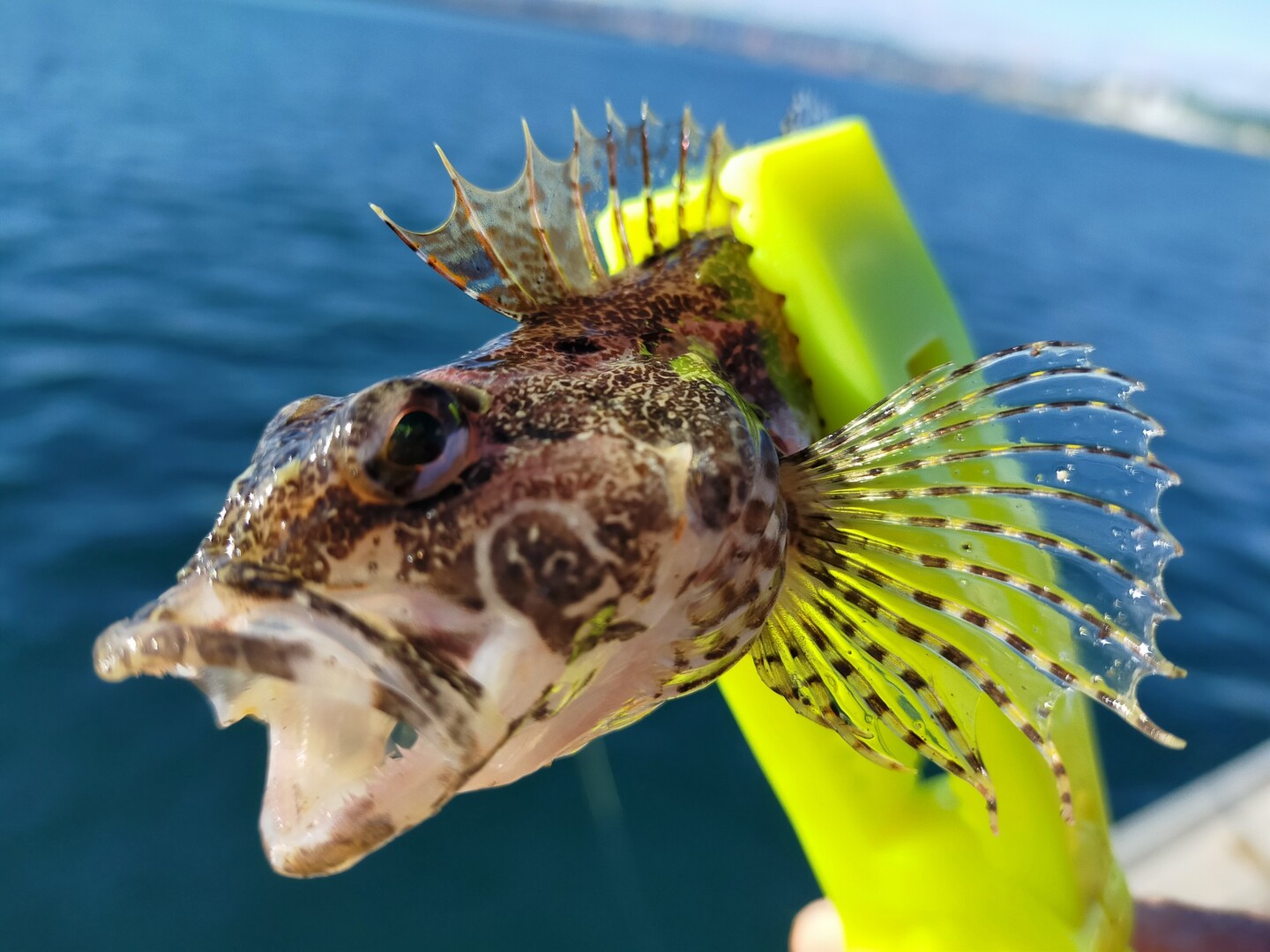 山で見込みないので、海で初日の出、ついで... / Berryさんのモーメント | YAMAP / ヤマップ