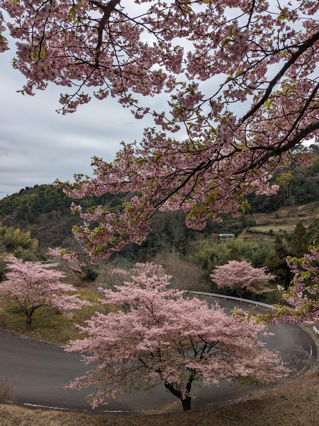 大丸山・巣雲山 / dadadadさんの巣雲山の活動データ | YAMAP / ヤマップ