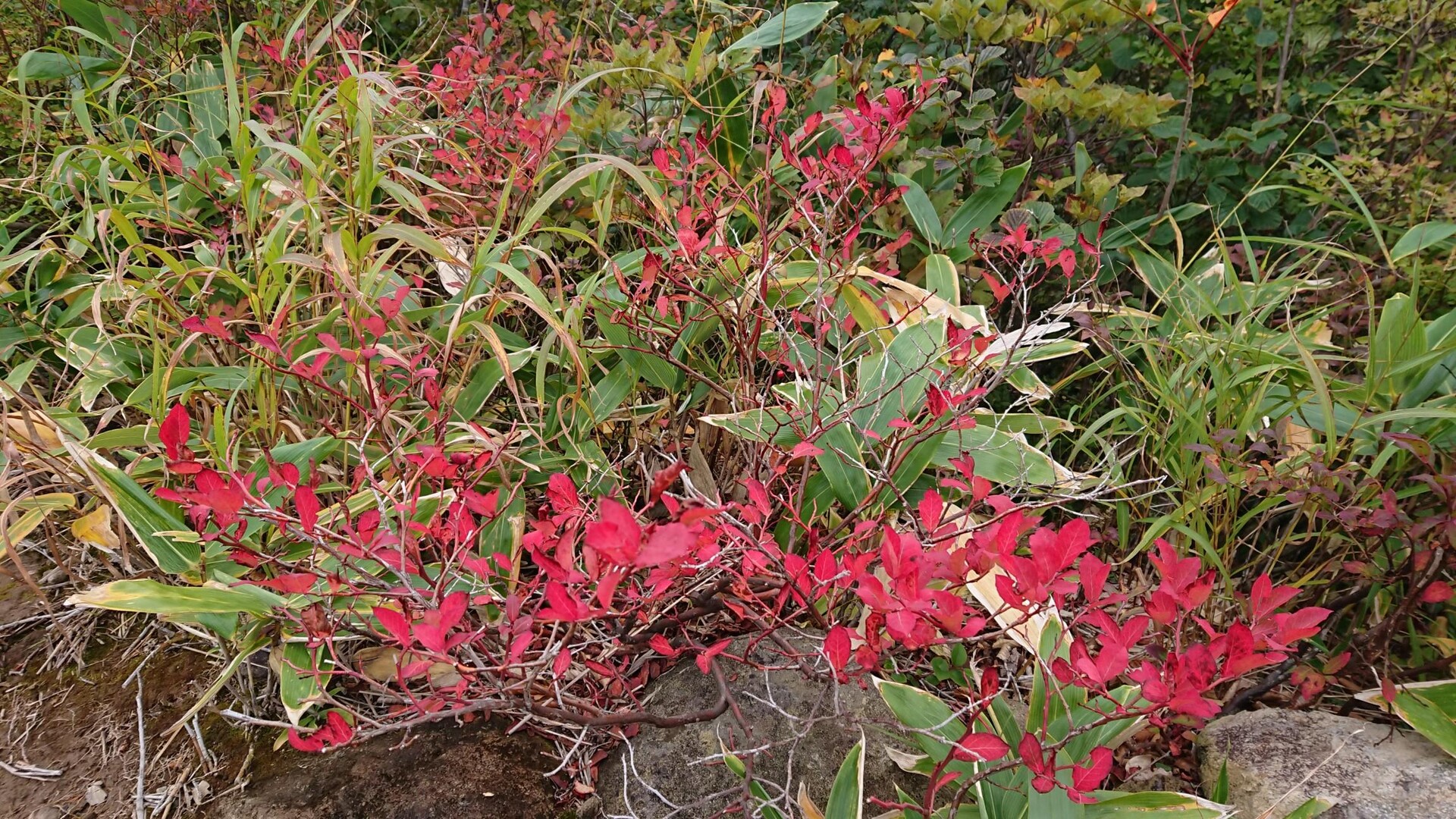 こつぶり山・取立山 / Johnさんの取立山の活動データ | YAMAP / ヤマップ
