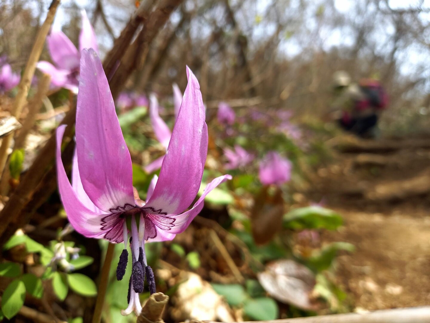 角田山(桜尾根)2024-04-07 / ukiさんの角田山の活動日記 | YAMAP / ヤマップ