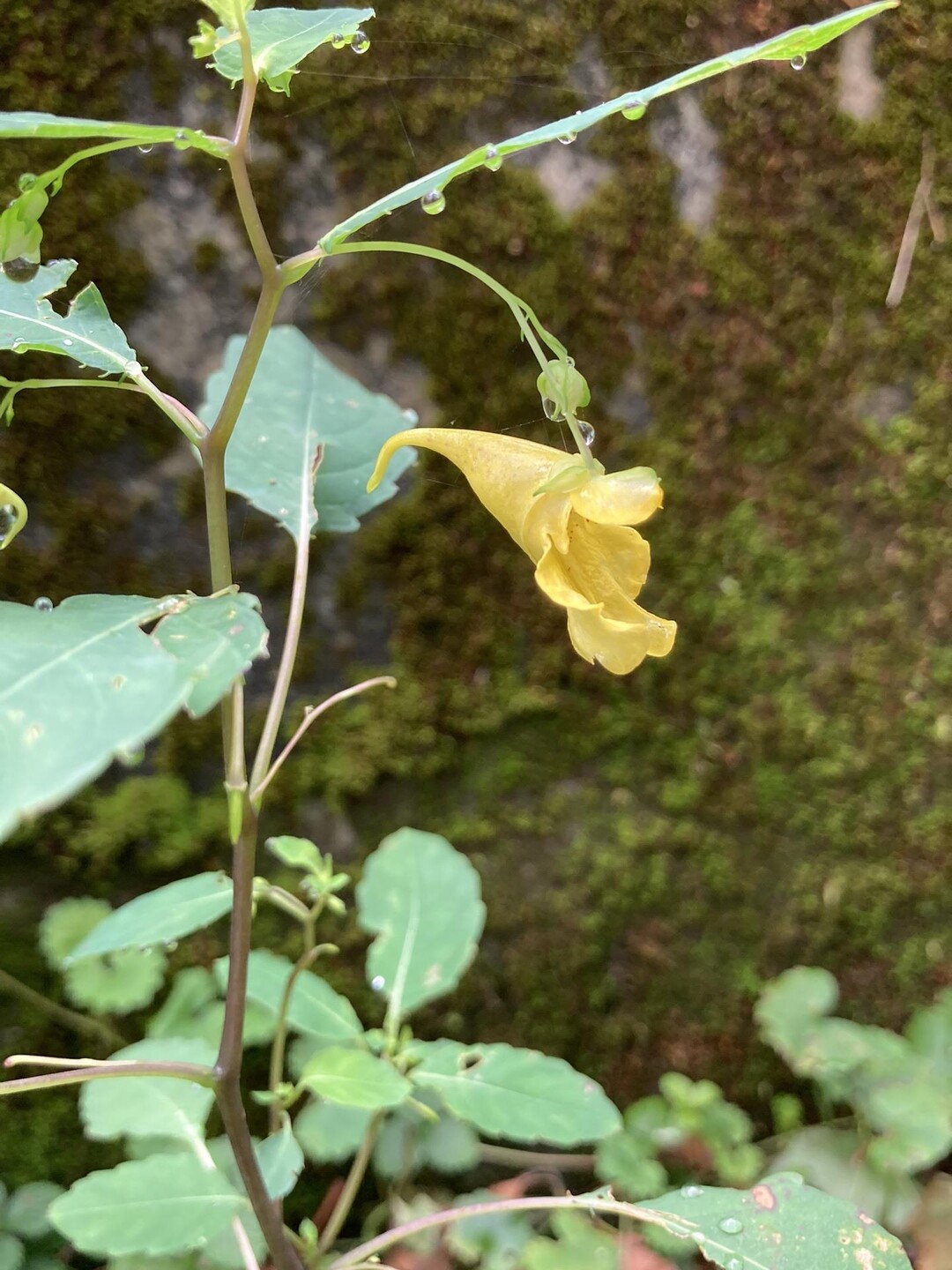 雲辺寺山 山頂周辺を花散策 / tairaさんの四国遍路その19の活動データ | YAMAP / ヤマップ