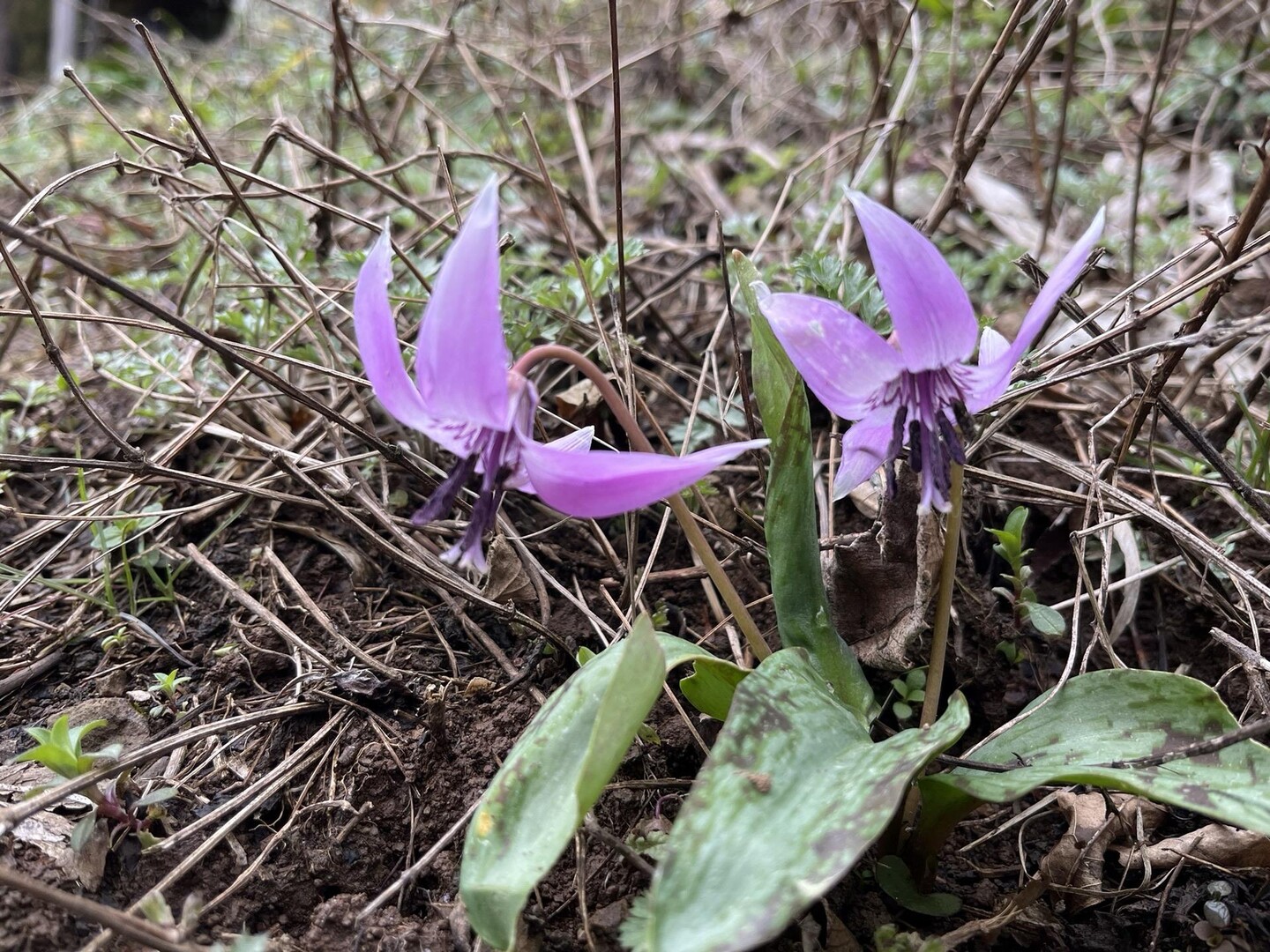 文殊山 / fukapuさんの文殊山の活動日記 | YAMAP / ヤマップ