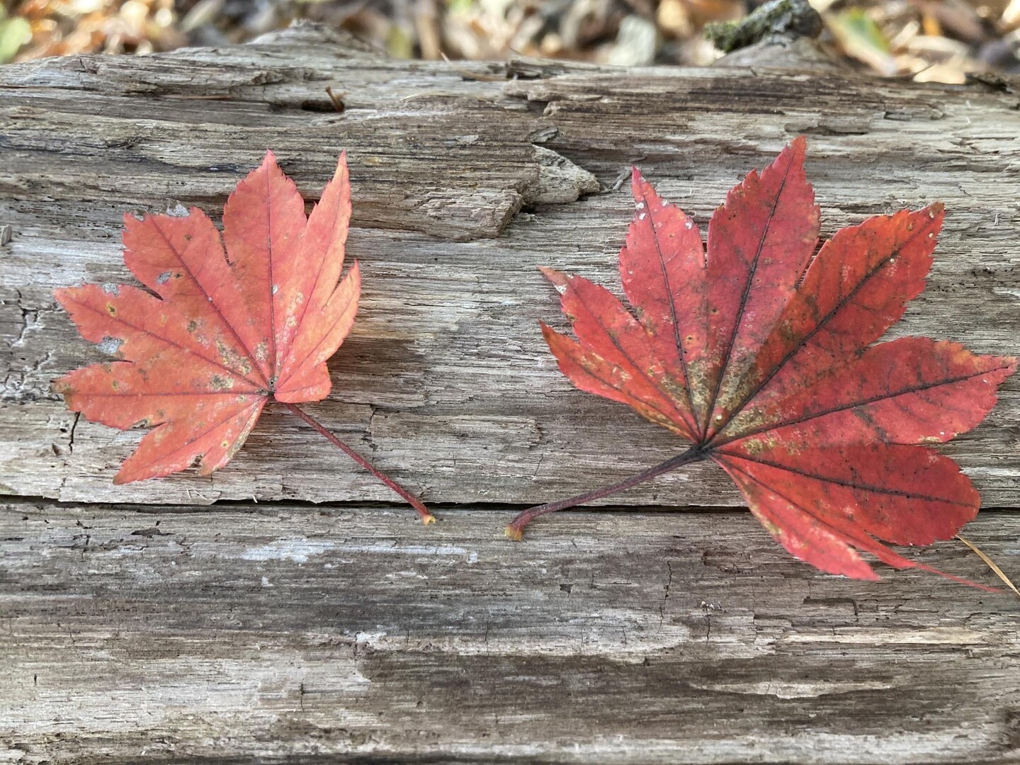 🍂奥多摩湖〜御前山 / sakaさんの大岳山・御岳山・御前山の活動データ | YAMAP / ヤマップ