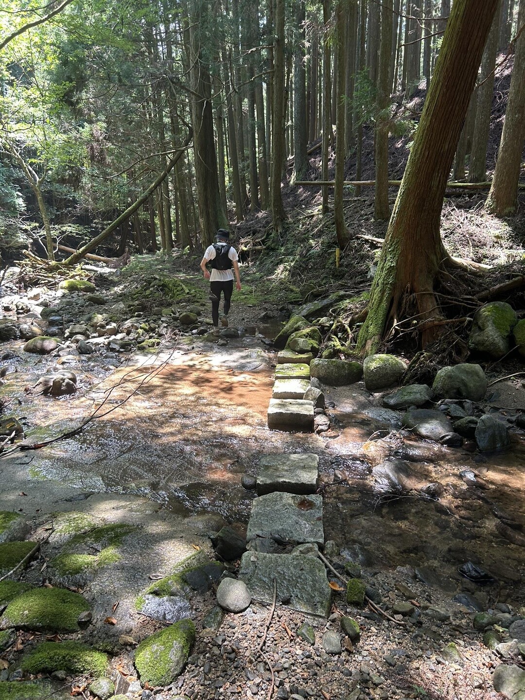 アブに追い回されたよ😣💦西教山 / ayakaさんの霊山・西教山の活動データ | YAMAP / ヤマップ