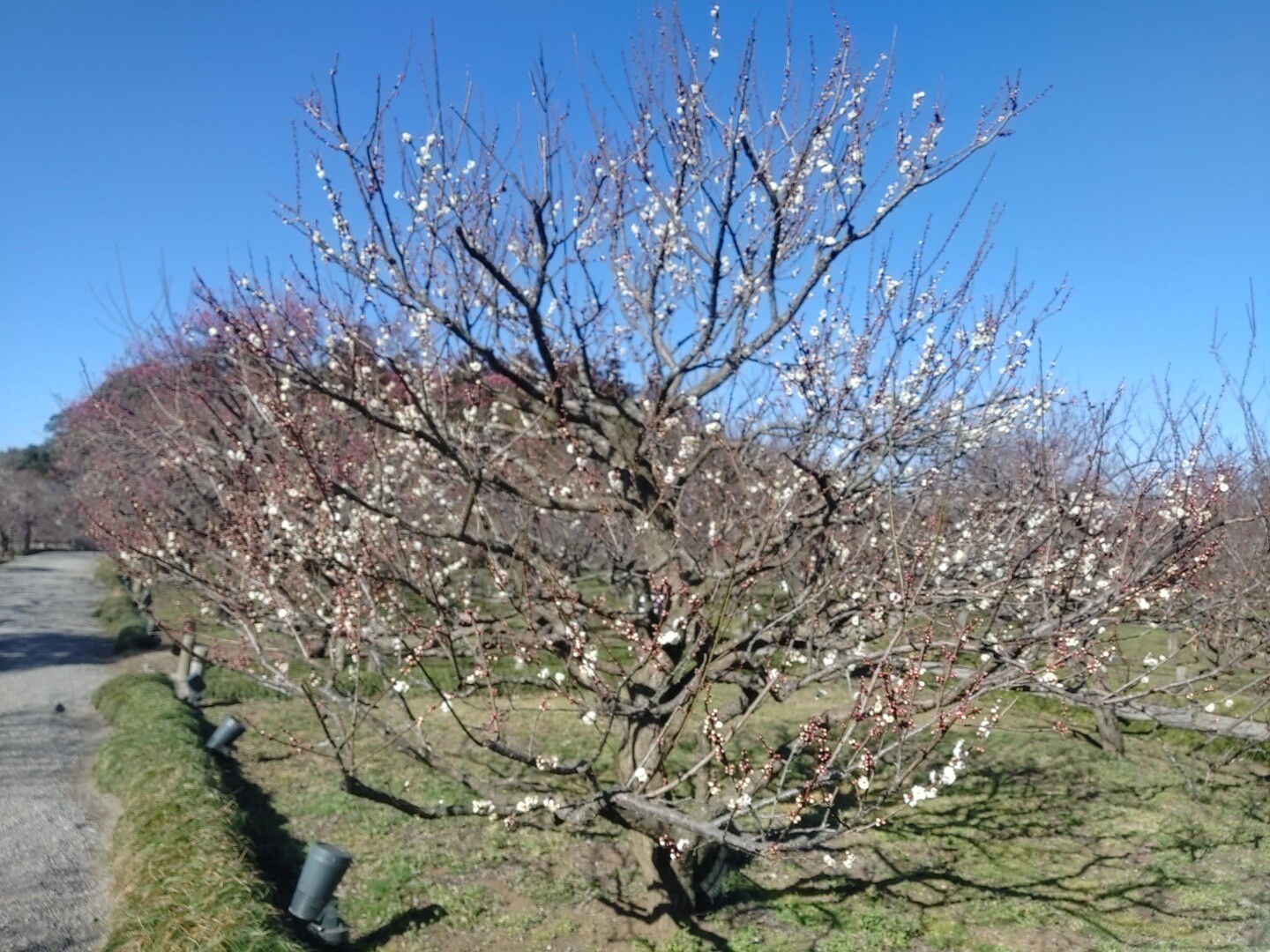 水戸市の偕楽園は、金沢の兼六園・岡山の後... / shibakinさんのモーメント | YAMAP / ヤマップ