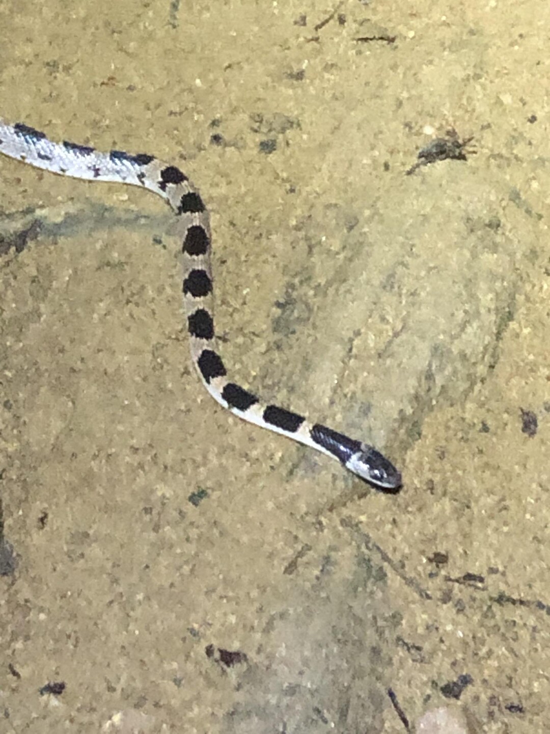 ASK🏃‍♂️本宮山⛰️ 131 tot 339 / スカじいさんの本宮山・大日山・風頭山の活動データ | YAMAP / ヤマップ