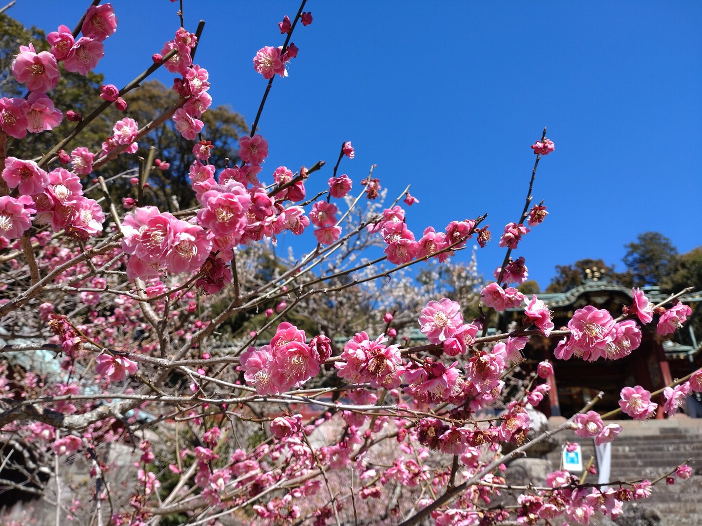久能山 / c-boyさんの釈迦ヶ岳の活動日記 | YAMAP / ヤマップ