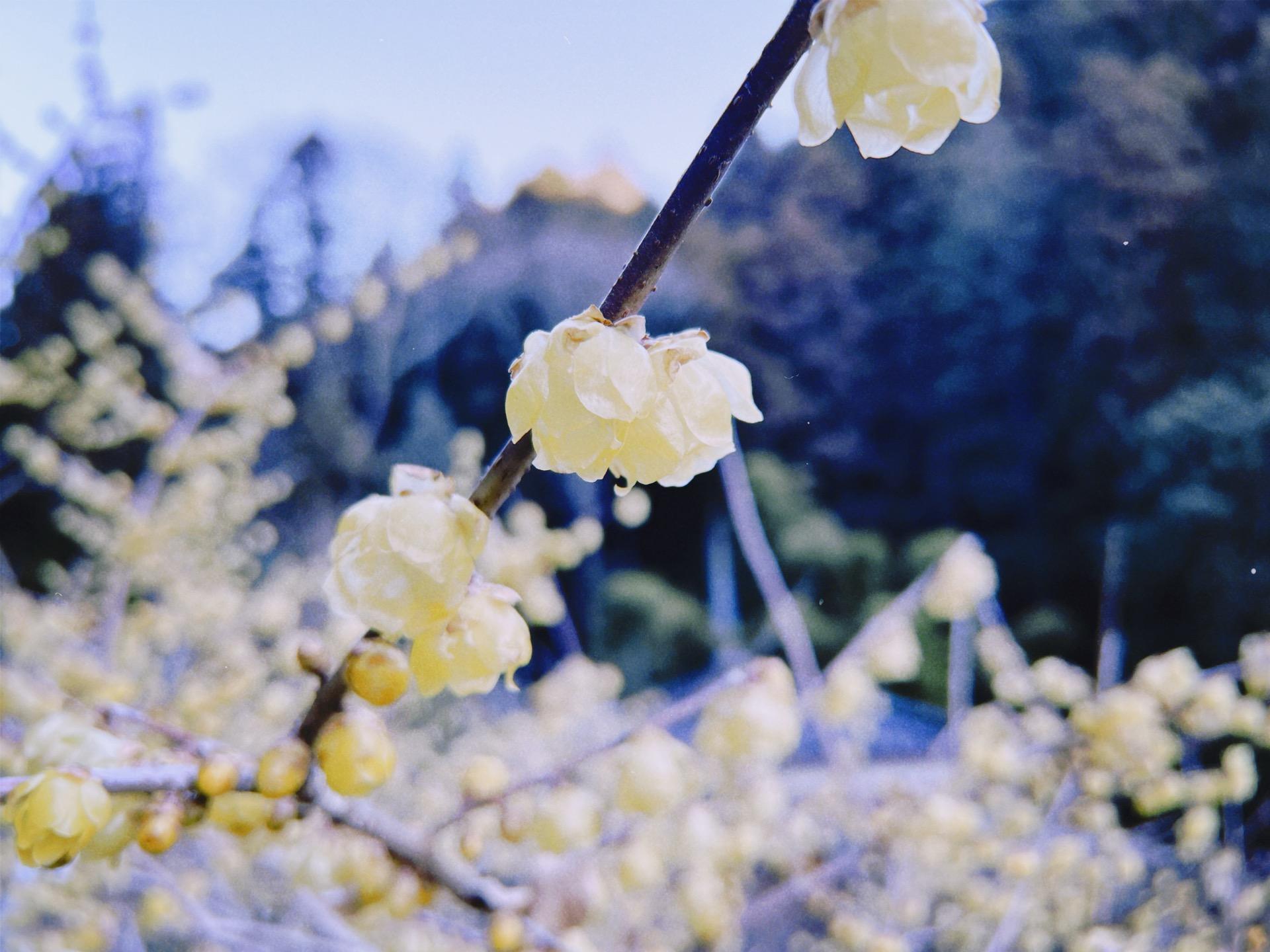 図らずも蝋梅を見れて幸先よし〜高水三山・棒ノ嶺縦走 / publiusさんの棒ノ折山（棒ノ嶺）の活動データ | YAMAP / ヤマップ