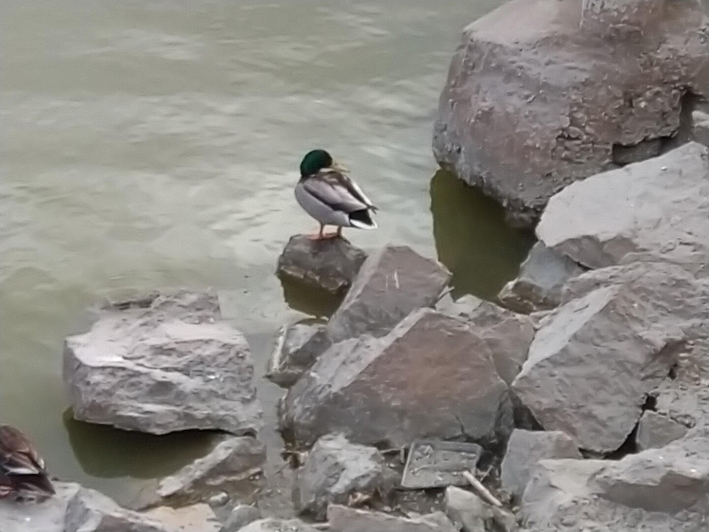 軌跡ダウンロードで日笠山 / yakkoさんの高御位山・播磨アルプスの活動データ | YAMAP / ヤマップ