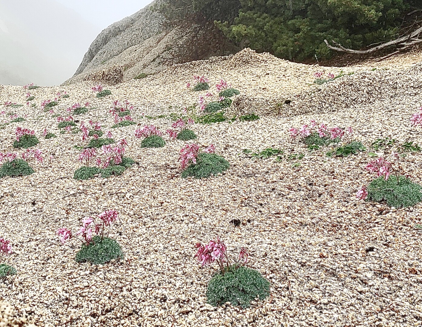 雨の燕岳 / Miruさんの燕岳・餓鬼岳・唐沢岳の活動データ | YAMAP / ヤマップ